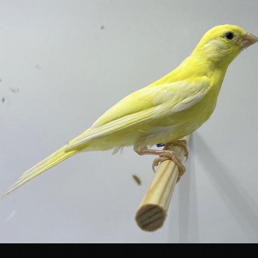 Канарейки готовы к разведению