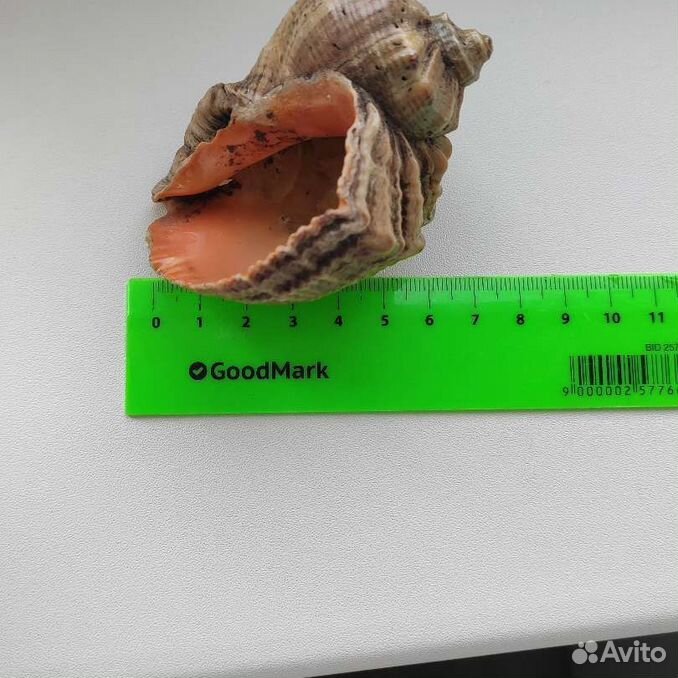 Морская раковина ракушка