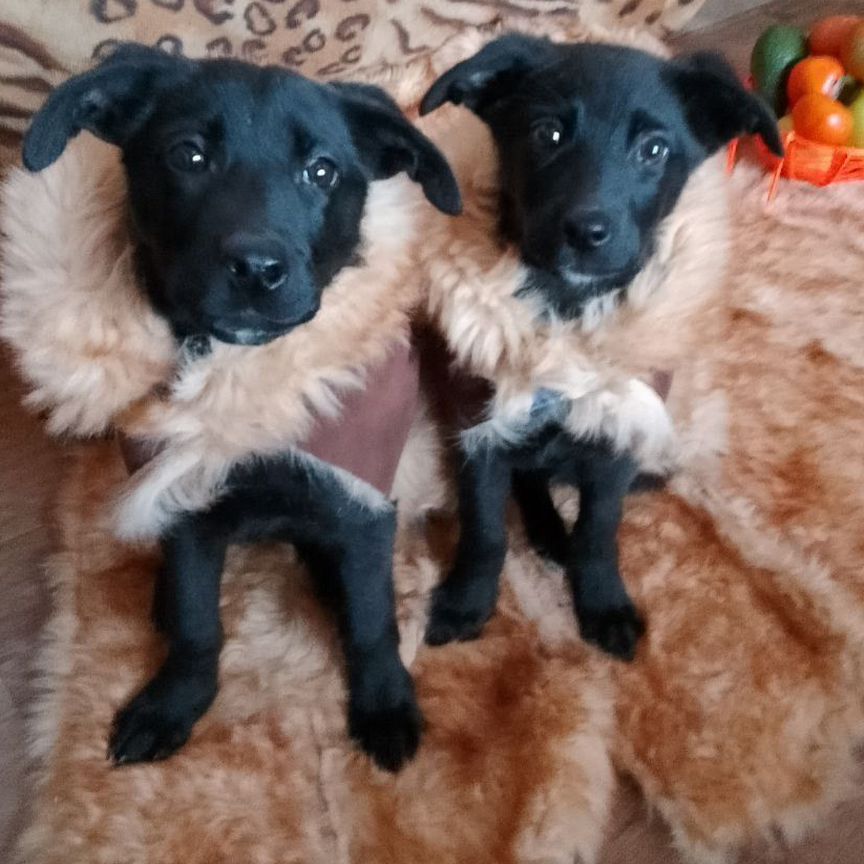 Щенок в добрые руки