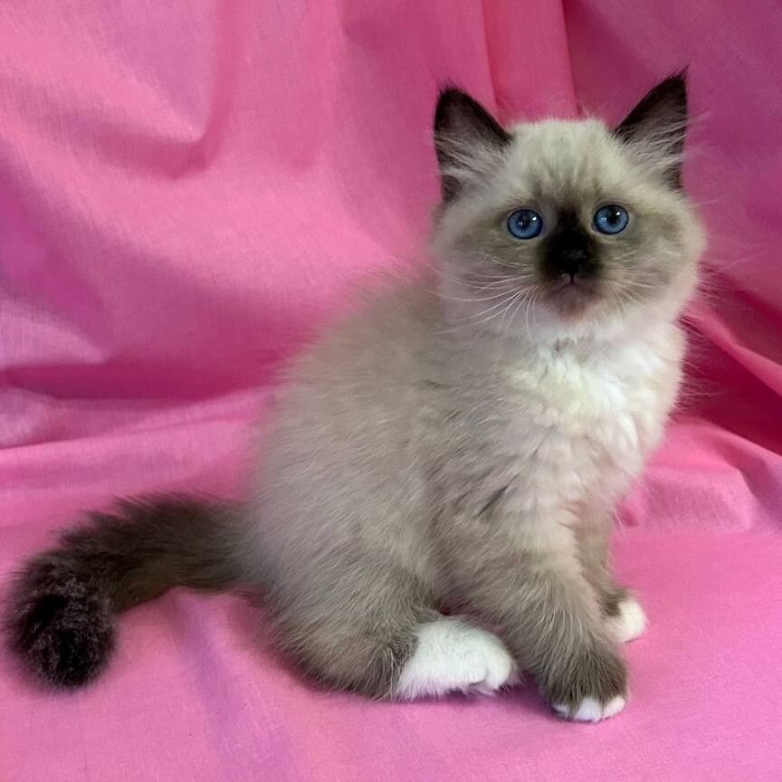 Невские маскарадные котята