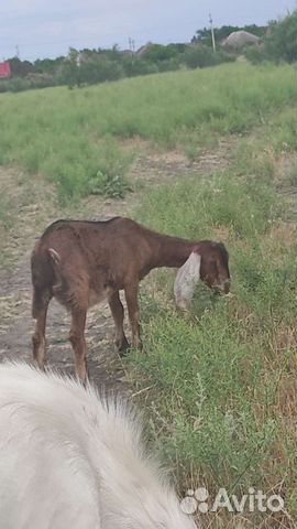 Нубийские козы