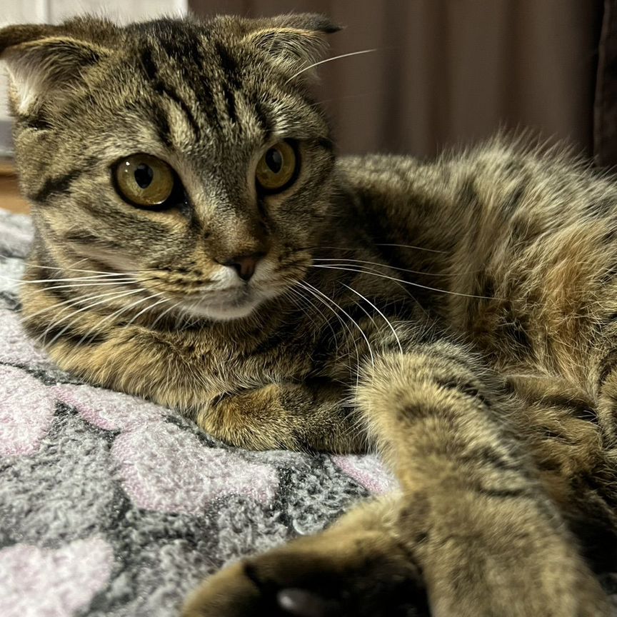 Кошка (стерилизованная)