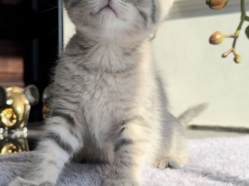 Мальчик голубой табби