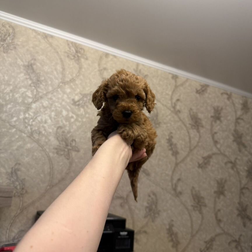 Масик