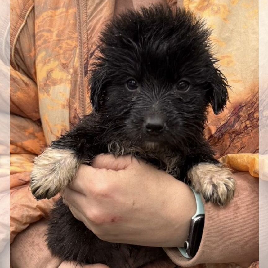 Щенок в добрые руки