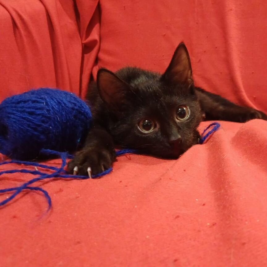 Черный котик