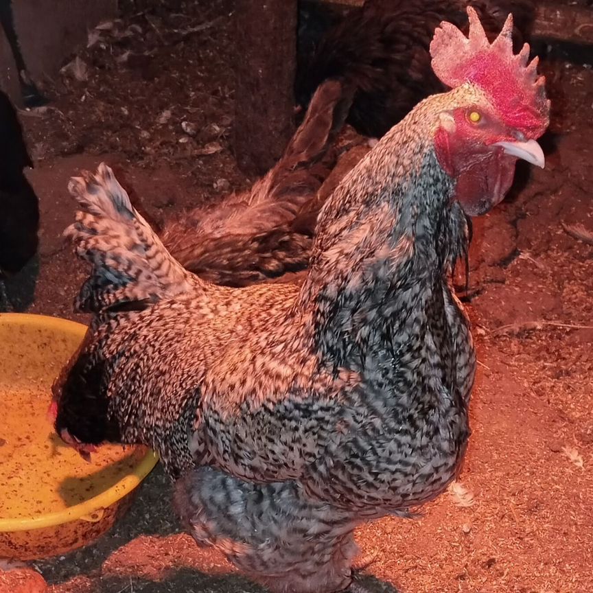 Молодые петухи