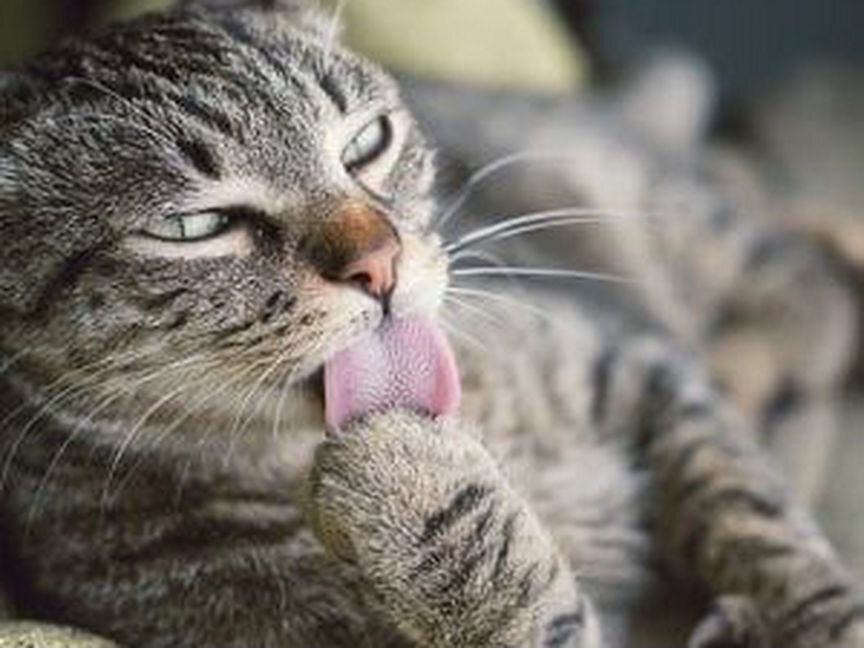 Бусинка кошечка Табби шпрот 1,2 года