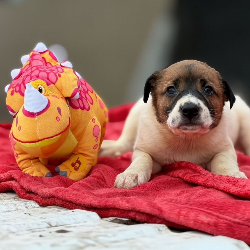 Щенок в добрые руки