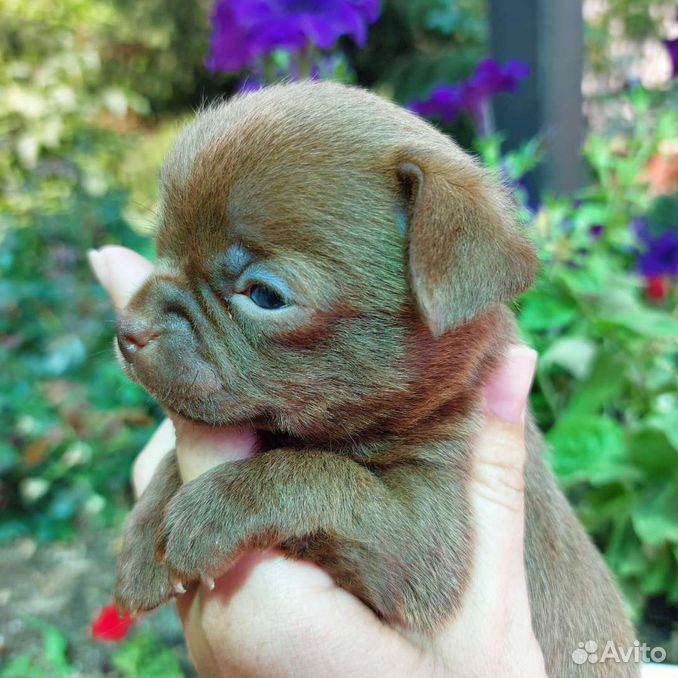 Шоколадные мальчики чихуа