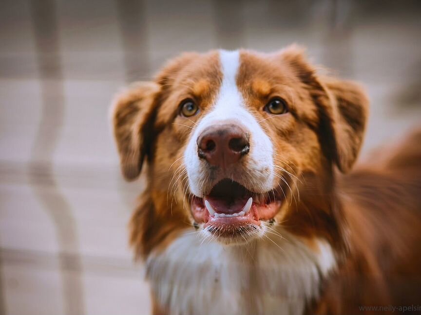 Кобель австралийской овчарки (аусси)
