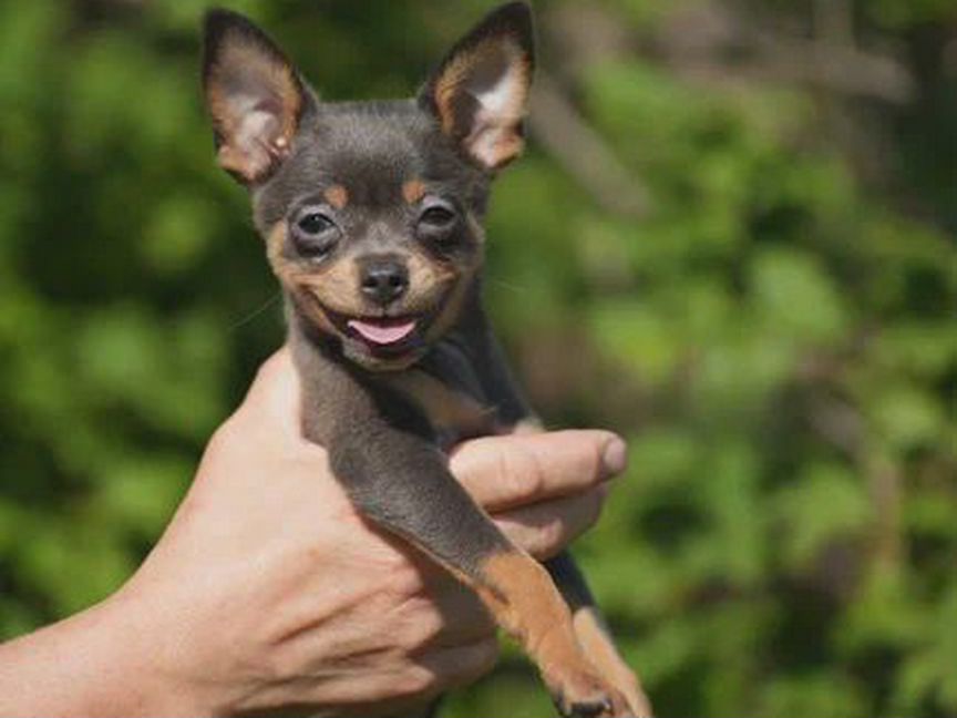 Щенки русского тоя