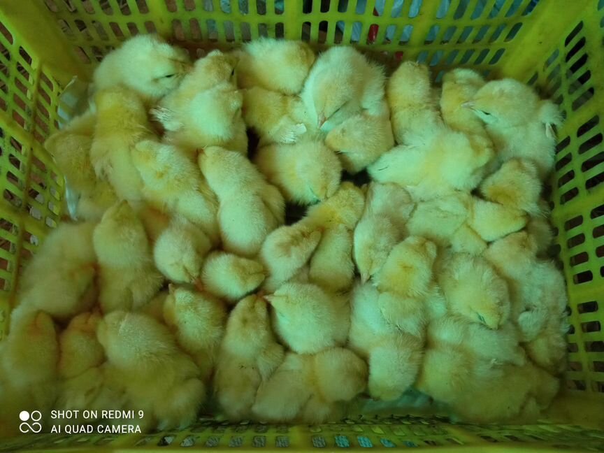 Петушки Ломан Браун