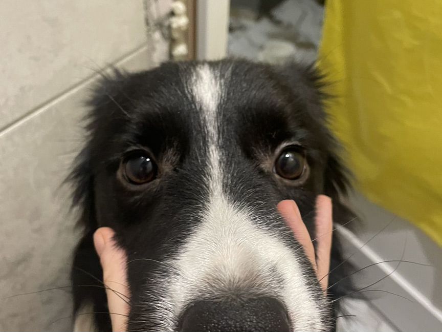 Бордер колли (кабель)