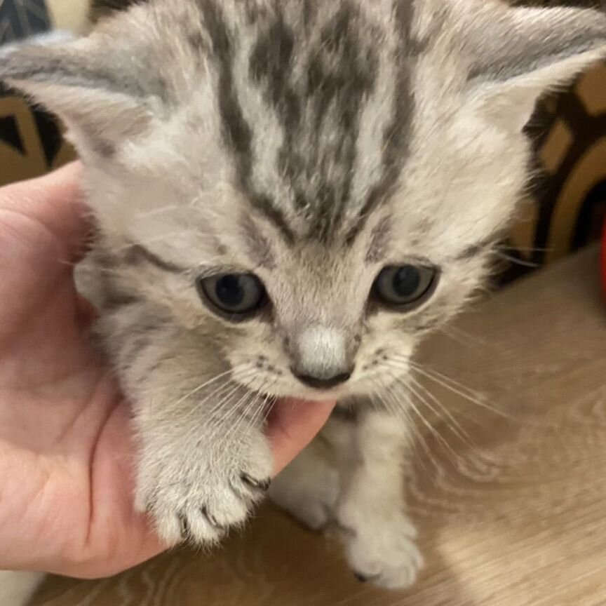 Шотландский котенок бесплатно