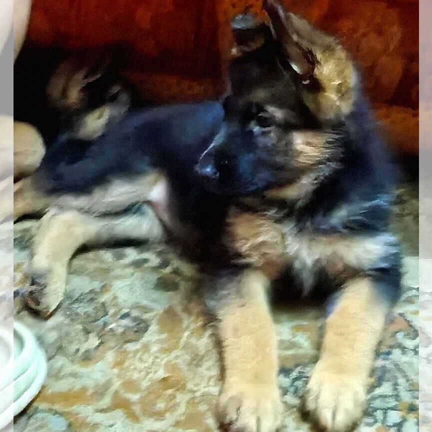 Немецкая овчарка, щенок