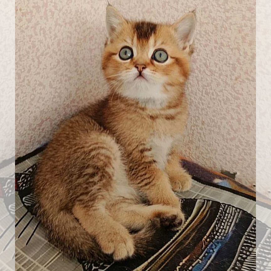 Шотландский вислоухий короткошёрстный котёнок
