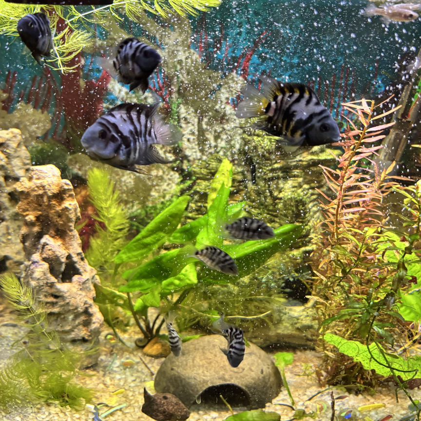 Рыбка сапфировый попугай