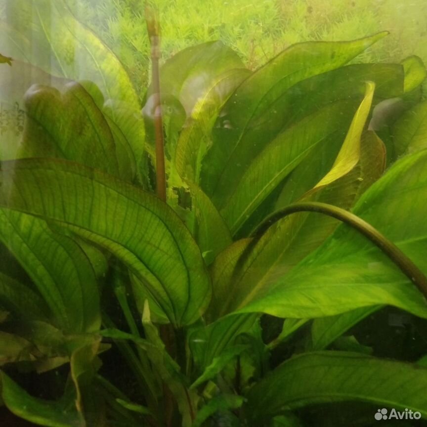 Эхинодорус большой медведь