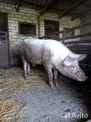 Хряк 2шт