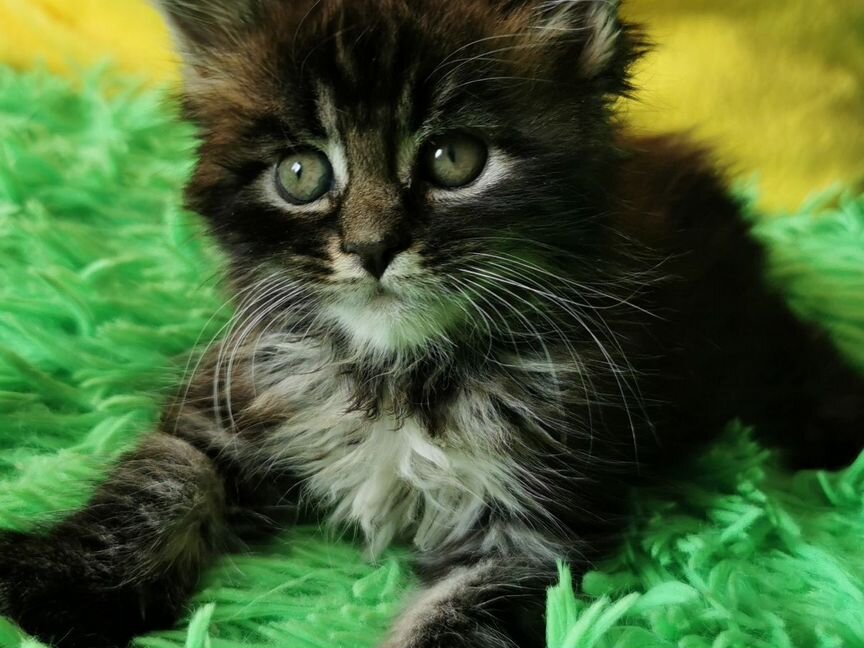 Шикарная девочка мейн кун