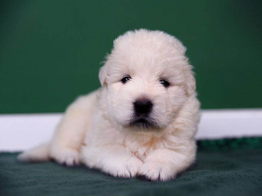 Щенок маремма