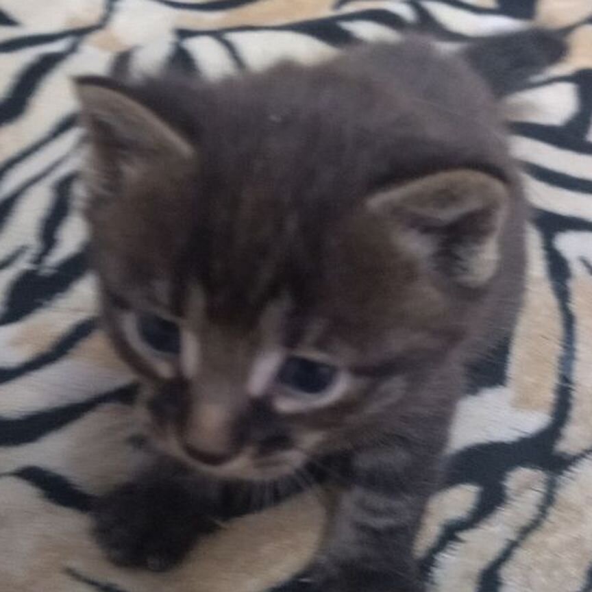 Карельский бобтейл котёнок