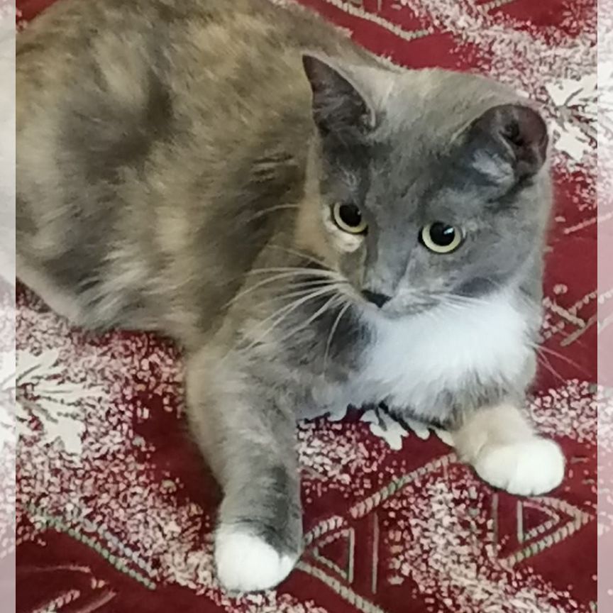 Взрослая, кошка в добрые руки