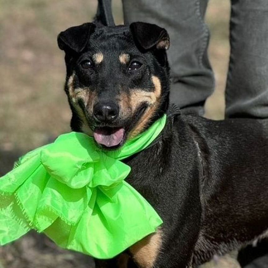 Собака Милая Цыпа