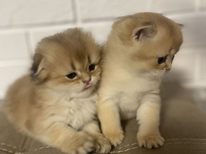 Котята золотая шиншилла