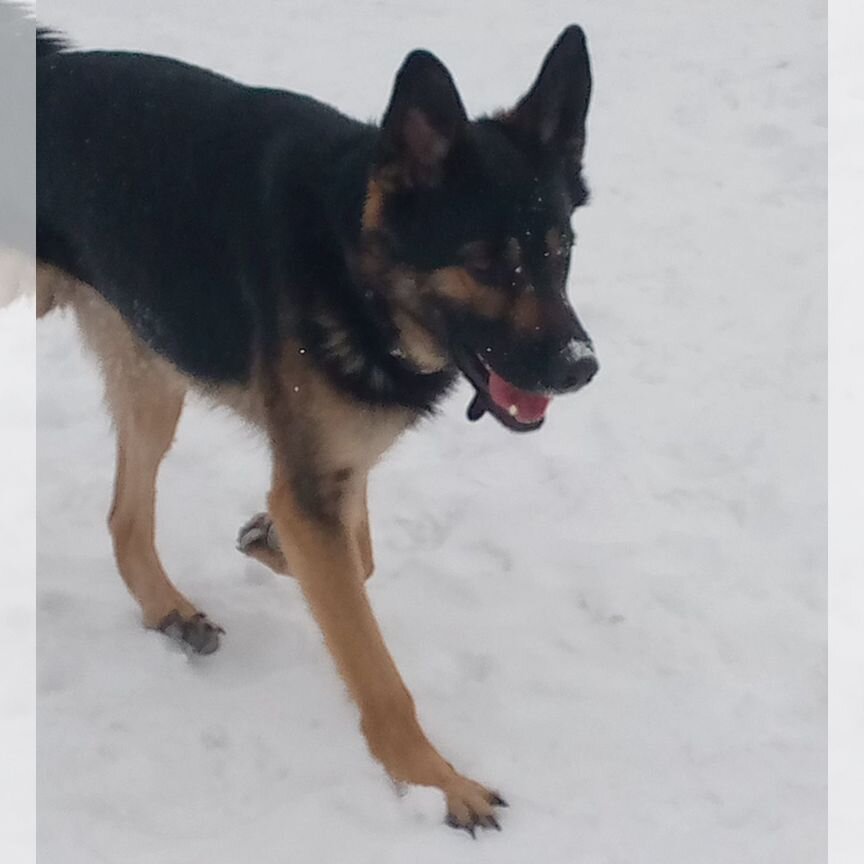 Собака дворняжка