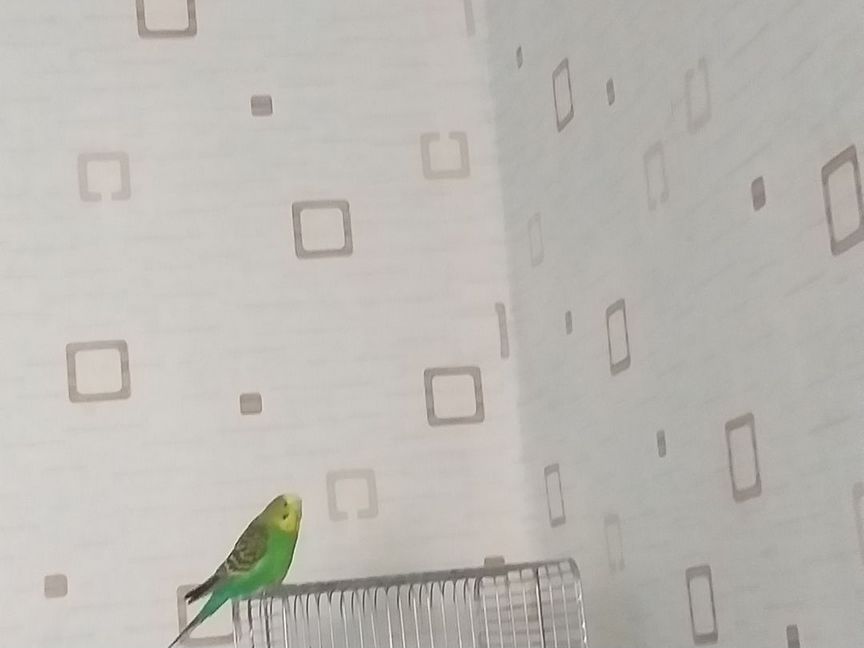 Домашние животные