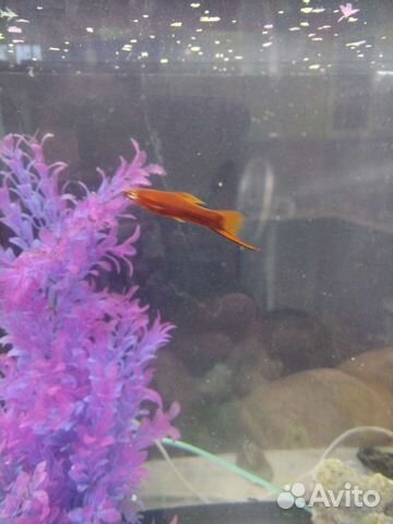 Рыбы разные