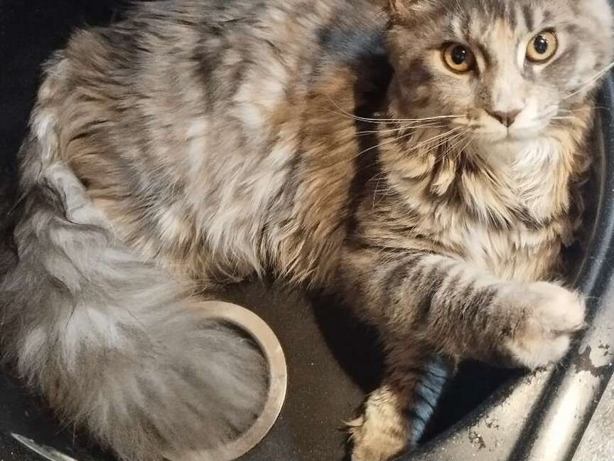 Вязка кошки мейн-кун