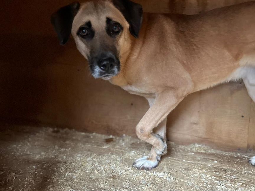 Собака из приюта