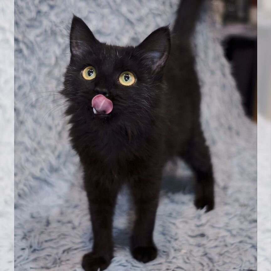 Котёнок в добрые руки