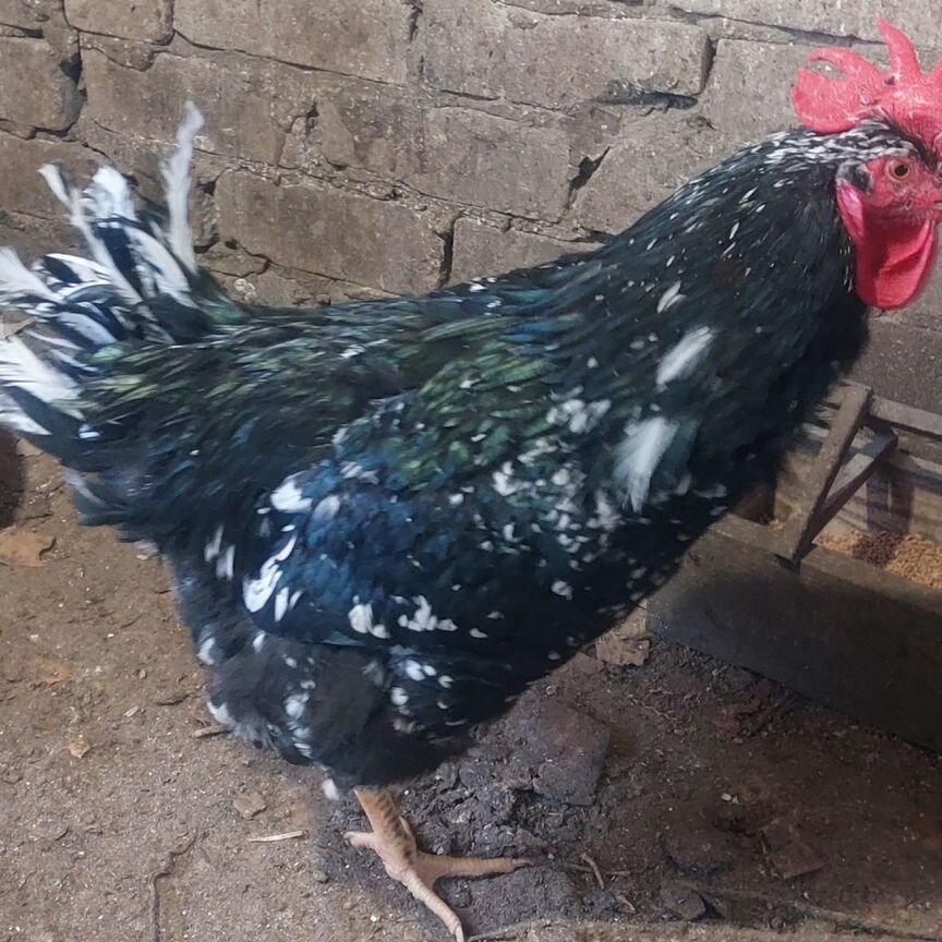 Петухи породы Ливенская ситцевая