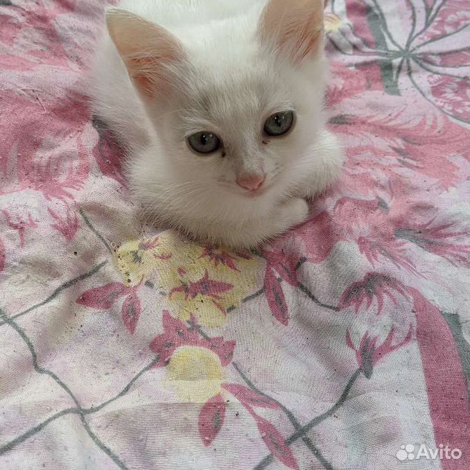 Белая красотка