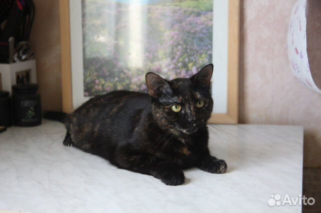 Кошечка с необычным окрасом ищет дом