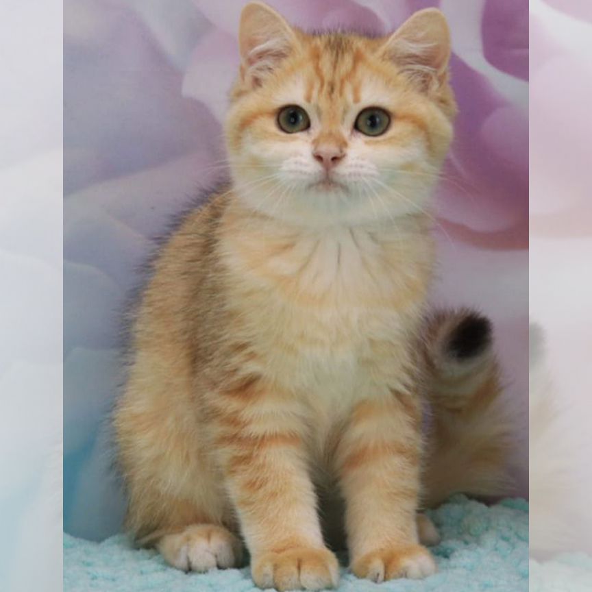 Котики золотые шиншилы