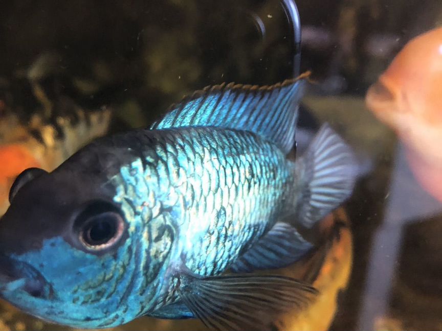 Рыба Нанокара цихлида