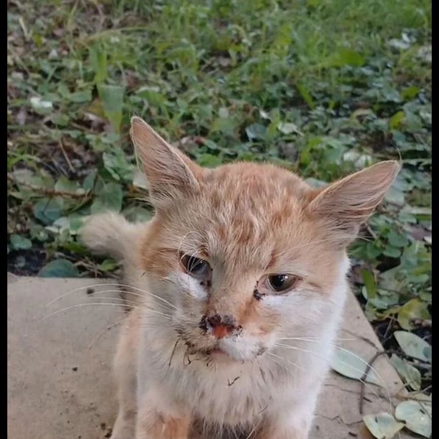 Котенок