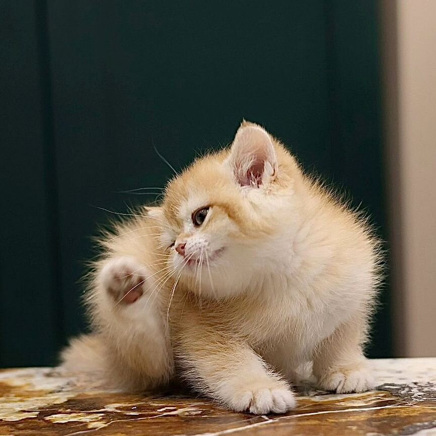 Британские котята золотая шиншилла