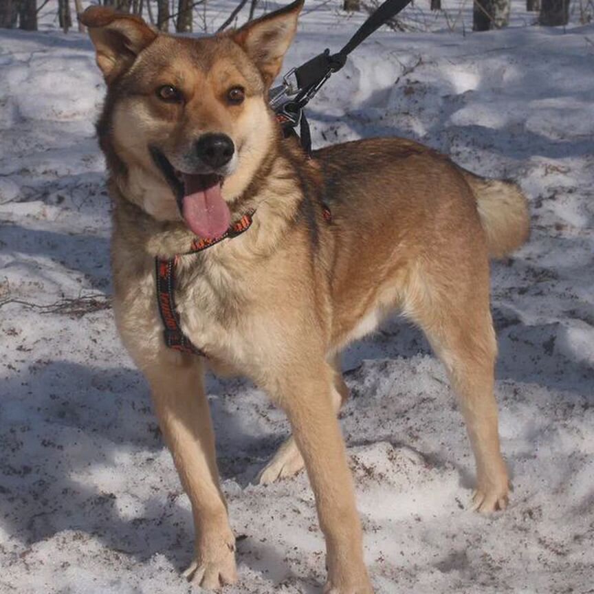 Взрослый пёс в добрые руки