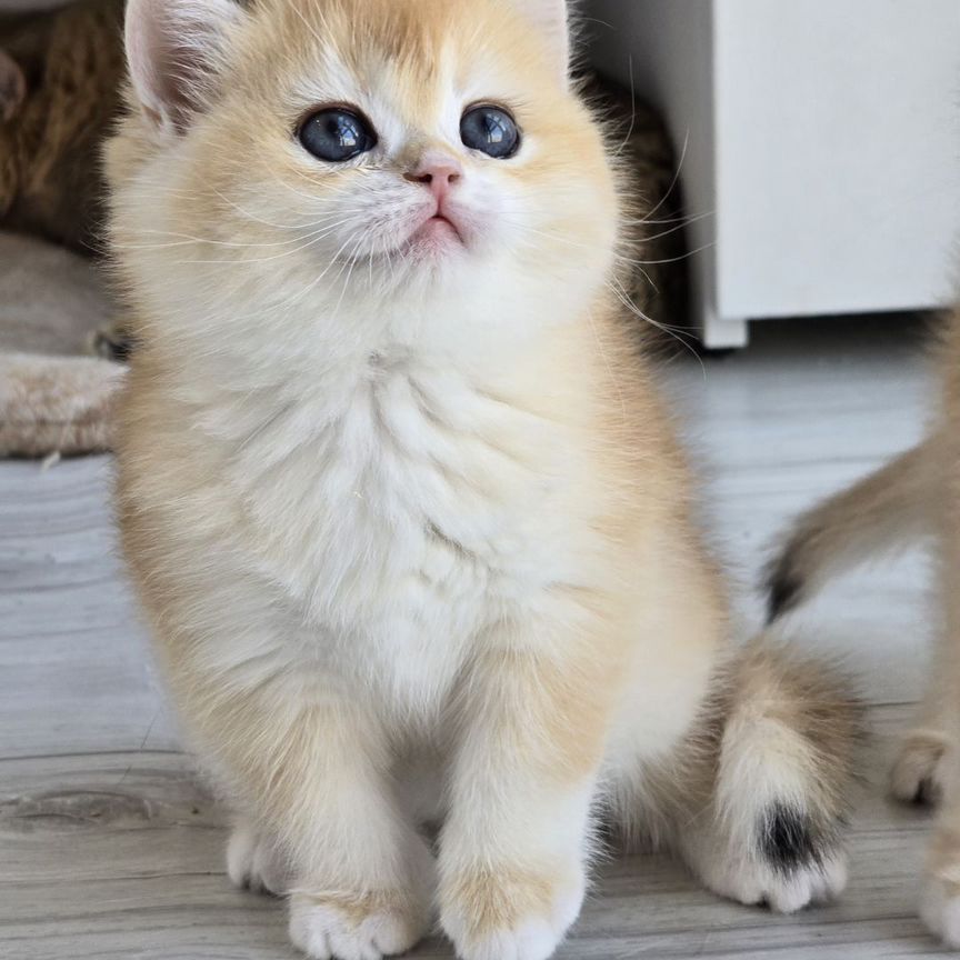 Золотые британские котята