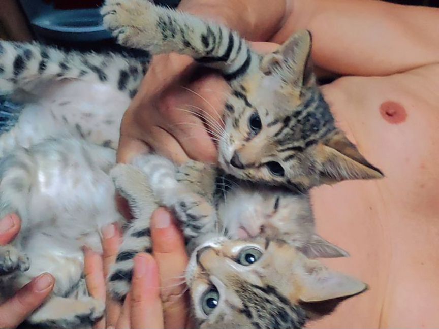 Бенгальские котята