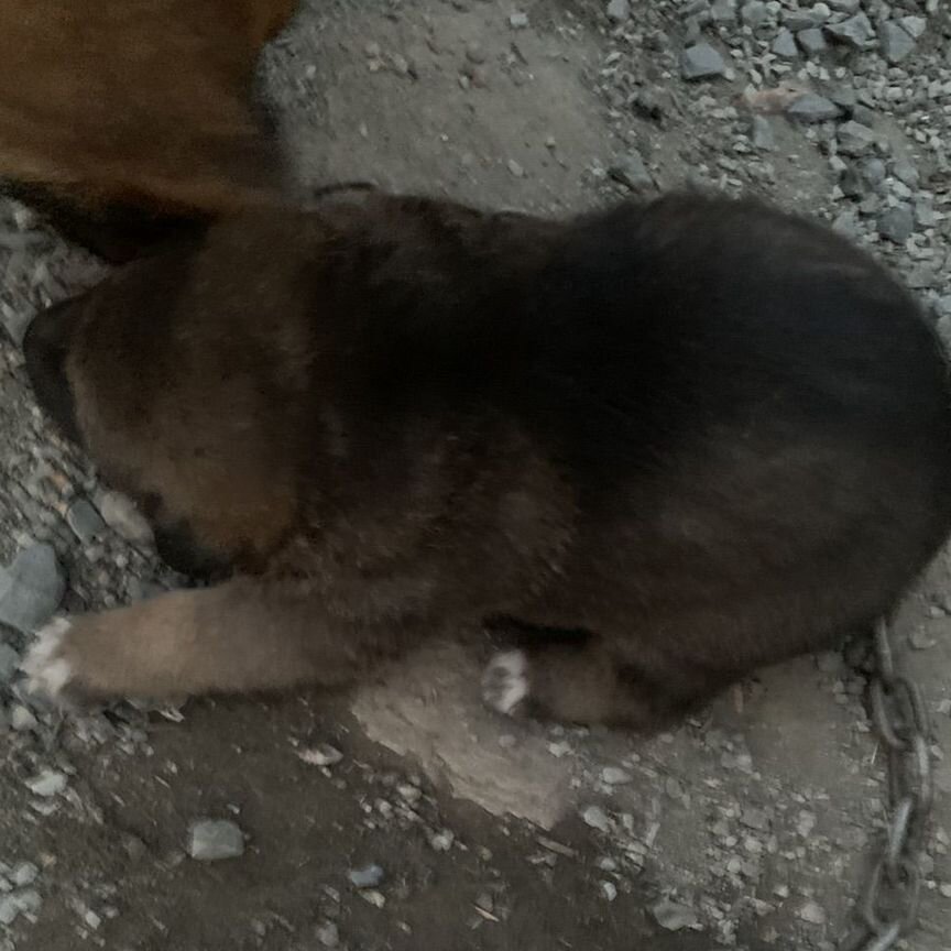 Щенки дворняги