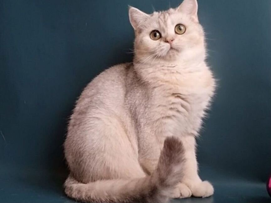 Девочка серебристая шиншилла
