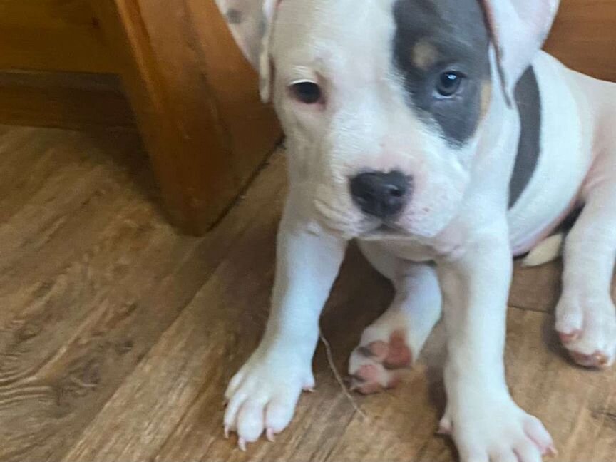 Щенки американского булли стандарт