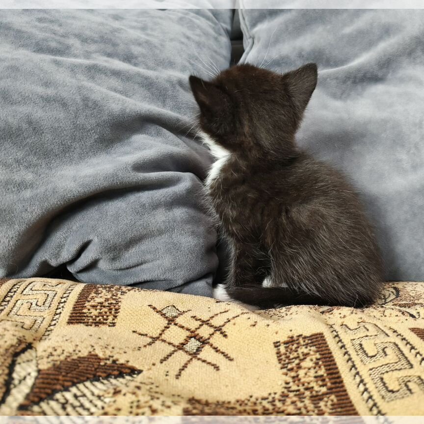 Котёнок в добрые руки